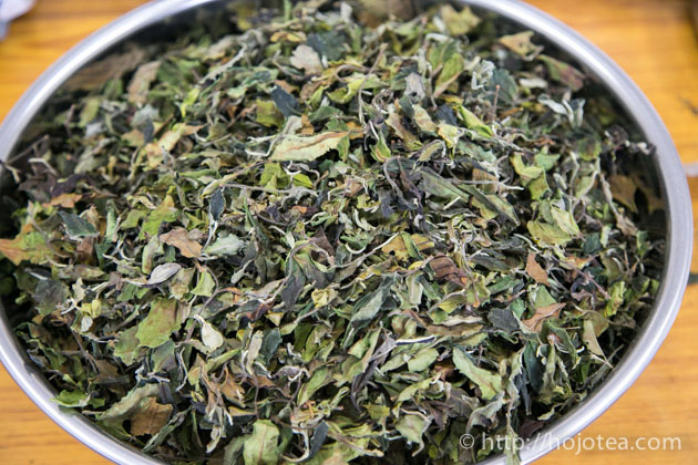 White Tea Processing | HOJO Online Speciality Tea Shop
