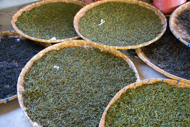 Non Fermented Tea | HOJO Online Speciality Tea Shop