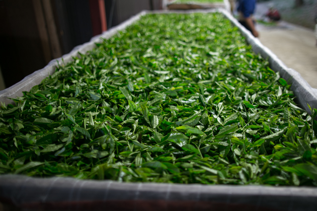 Tea Processing | HOJO Online Speciality Tea Shop